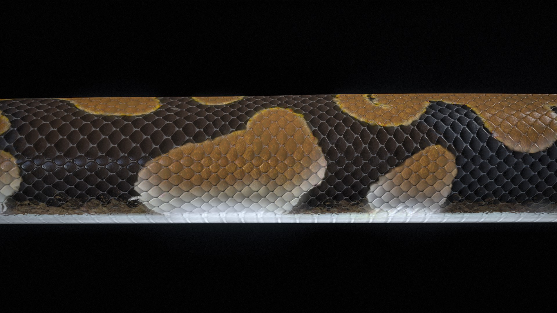 Ball Python Snake PBR 3D Model - TurboSquid 2199503
