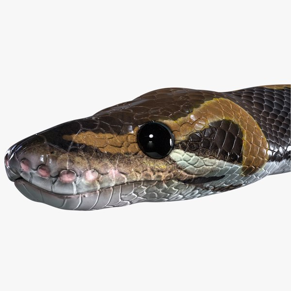 modelo 3d Serpiente Pitón Bola PBR - TurboSquid 2199503