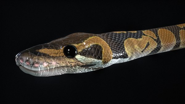 modelo 3d Serpiente Pitón Bola PBR - TurboSquid 2199503