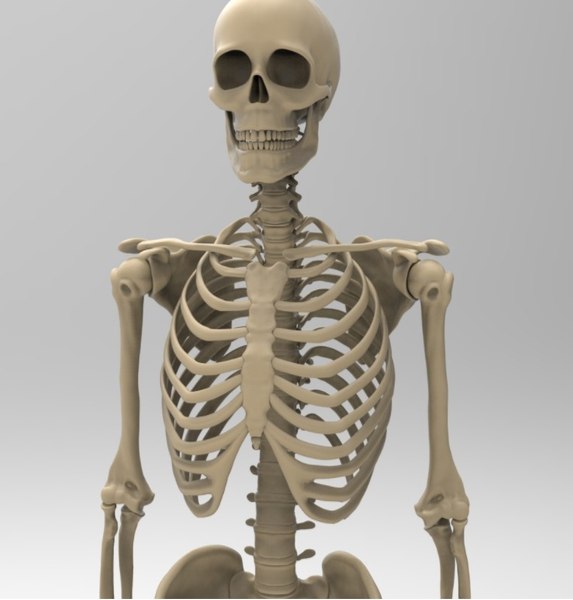 3d bone skeleton model