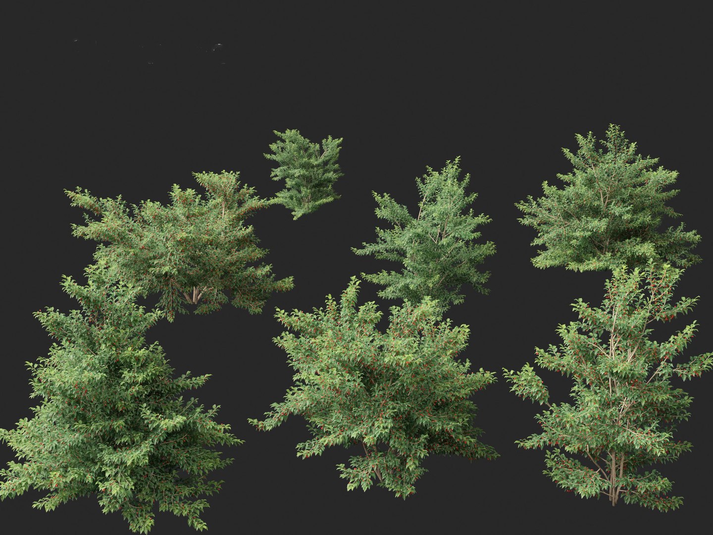 Ilex pedunculosa - Longstalk Holly 3D model - TurboSquid 2147141