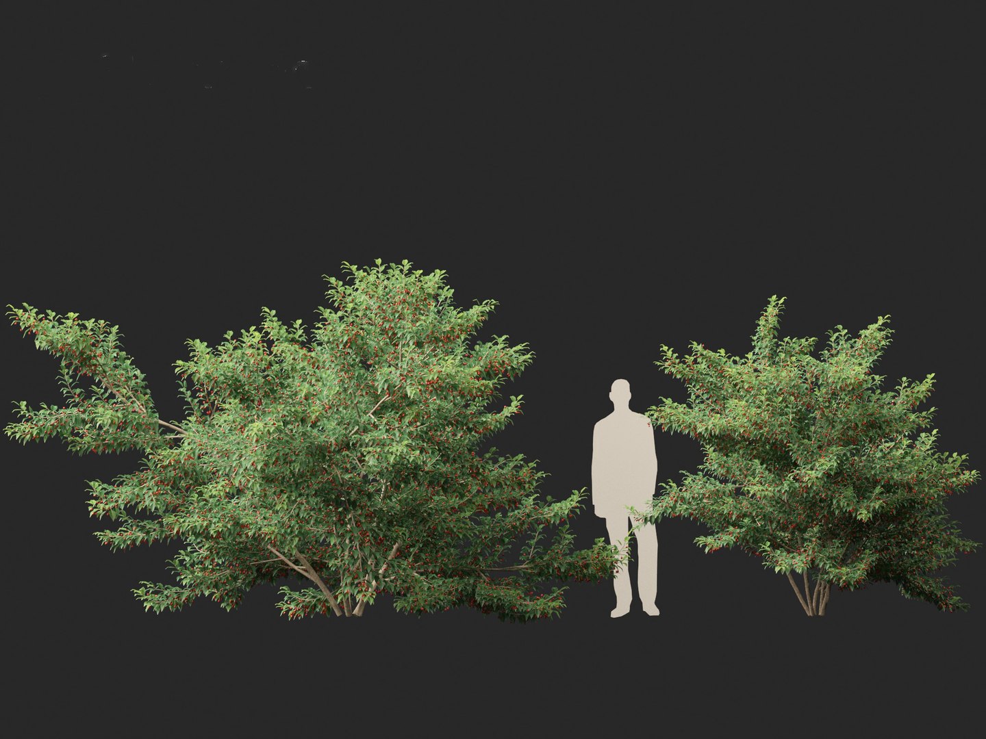 Ilex pedunculosa - Longstalk Holly 3D model - TurboSquid 2147141