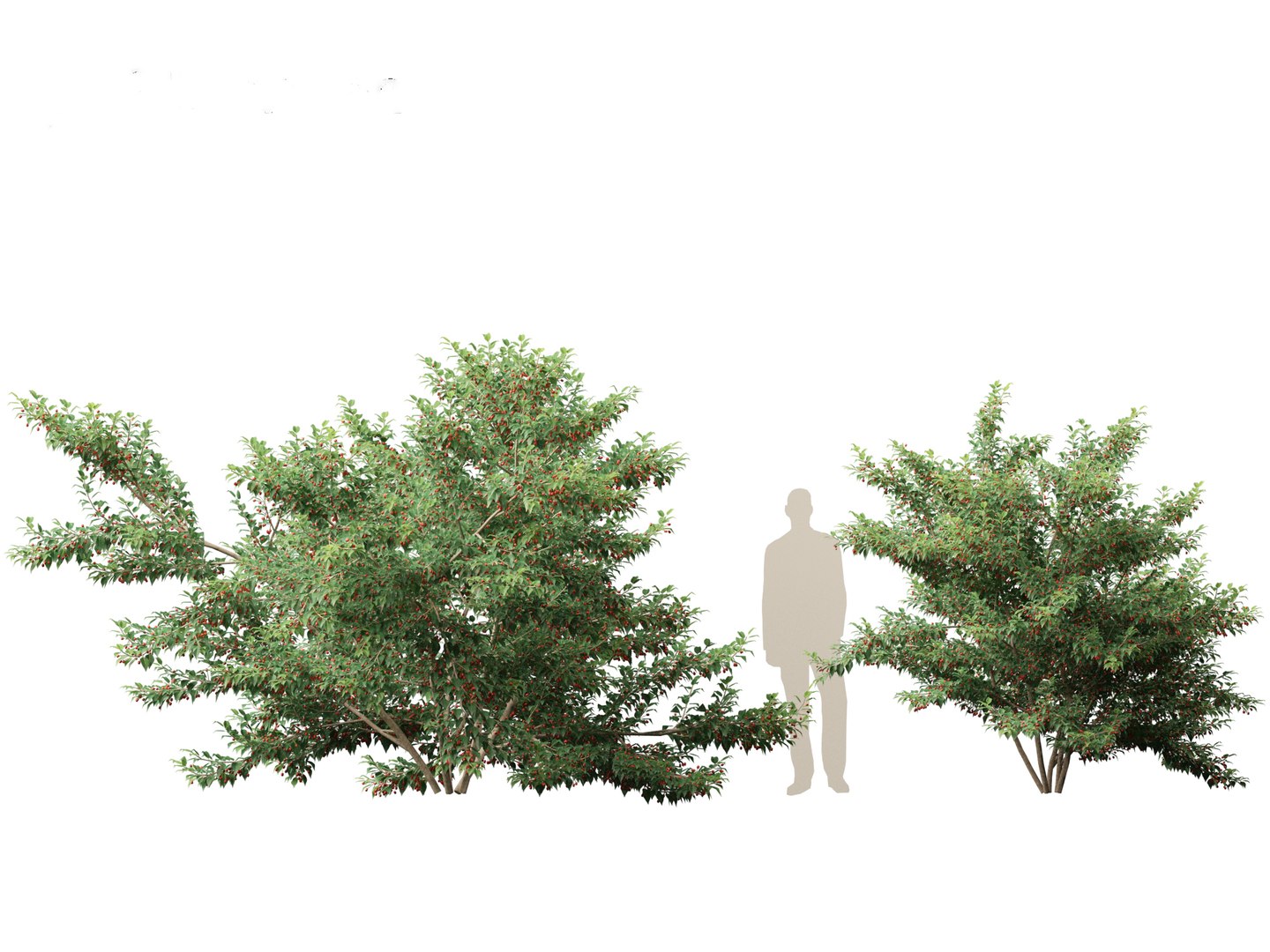 Ilex pedunculosa - Longstalk Holly 3D model - TurboSquid 2147141