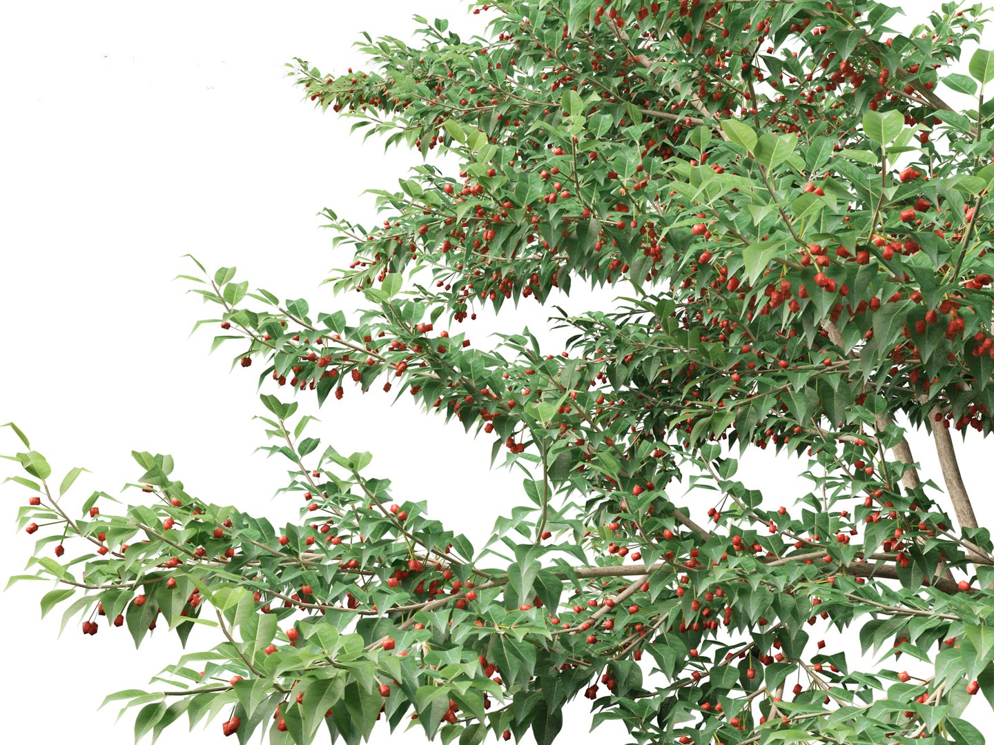 Ilex pedunculosa - Longstalk Holly 3D model - TurboSquid 2147141