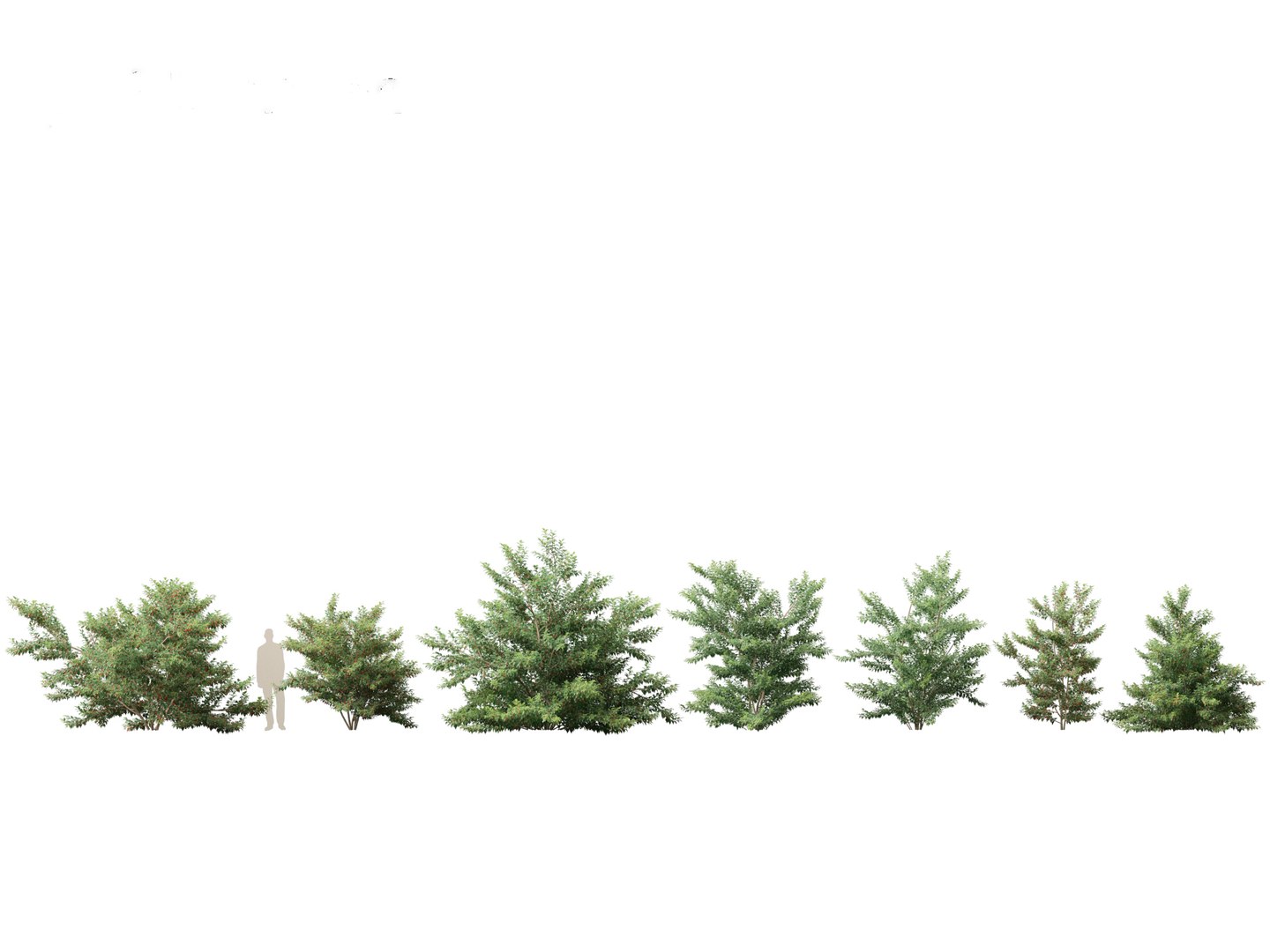 Ilex pedunculosa - Longstalk Holly 3D model - TurboSquid 2147141