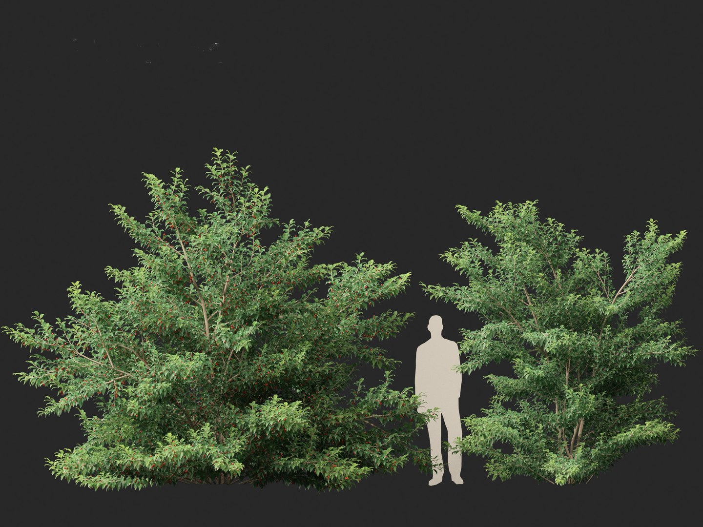 Ilex pedunculosa - Longstalk Holly 3D model - TurboSquid 2147141