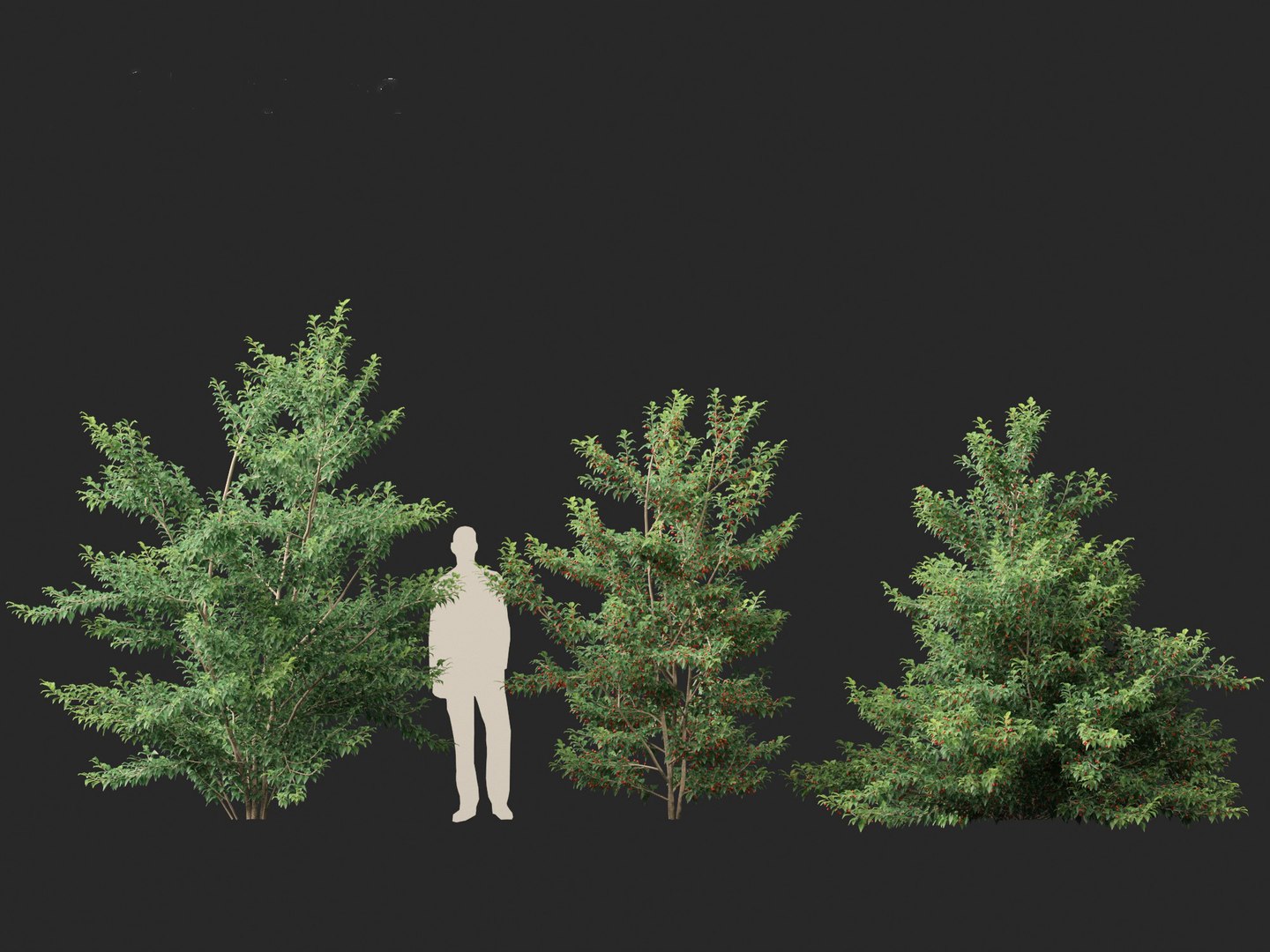 Ilex pedunculosa - Longstalk Holly 3D model - TurboSquid 2147141