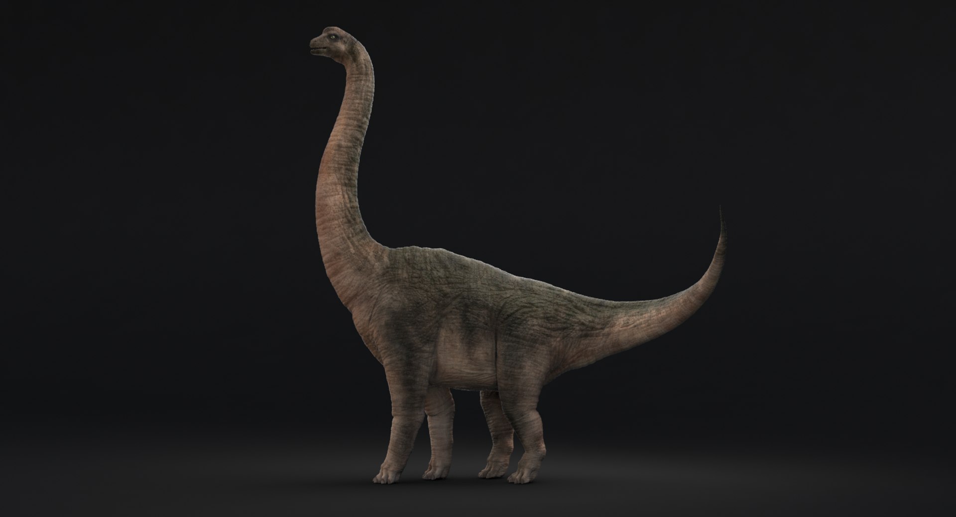 3d Brachiosaurus Rigged