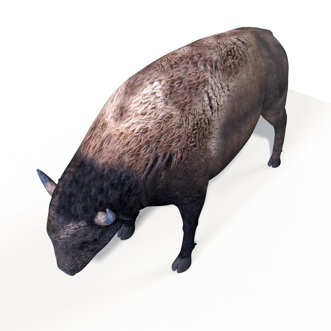 American buffalo animation model | 1147781 | TurboSquid
