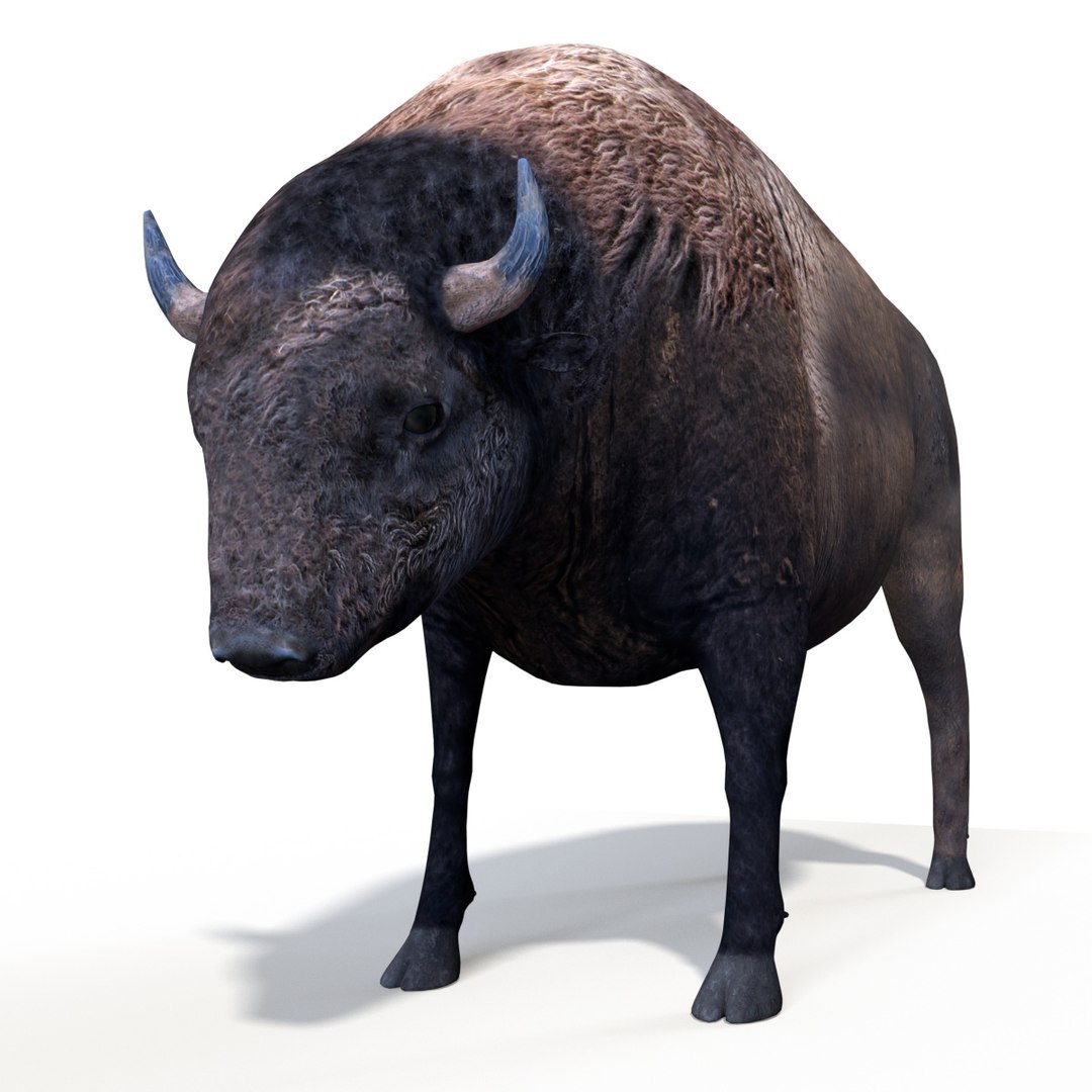 American buffalo animation model | 1147781 | TurboSquid