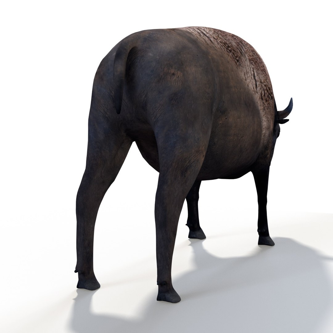 American buffalo animation model | 1147781 | TurboSquid