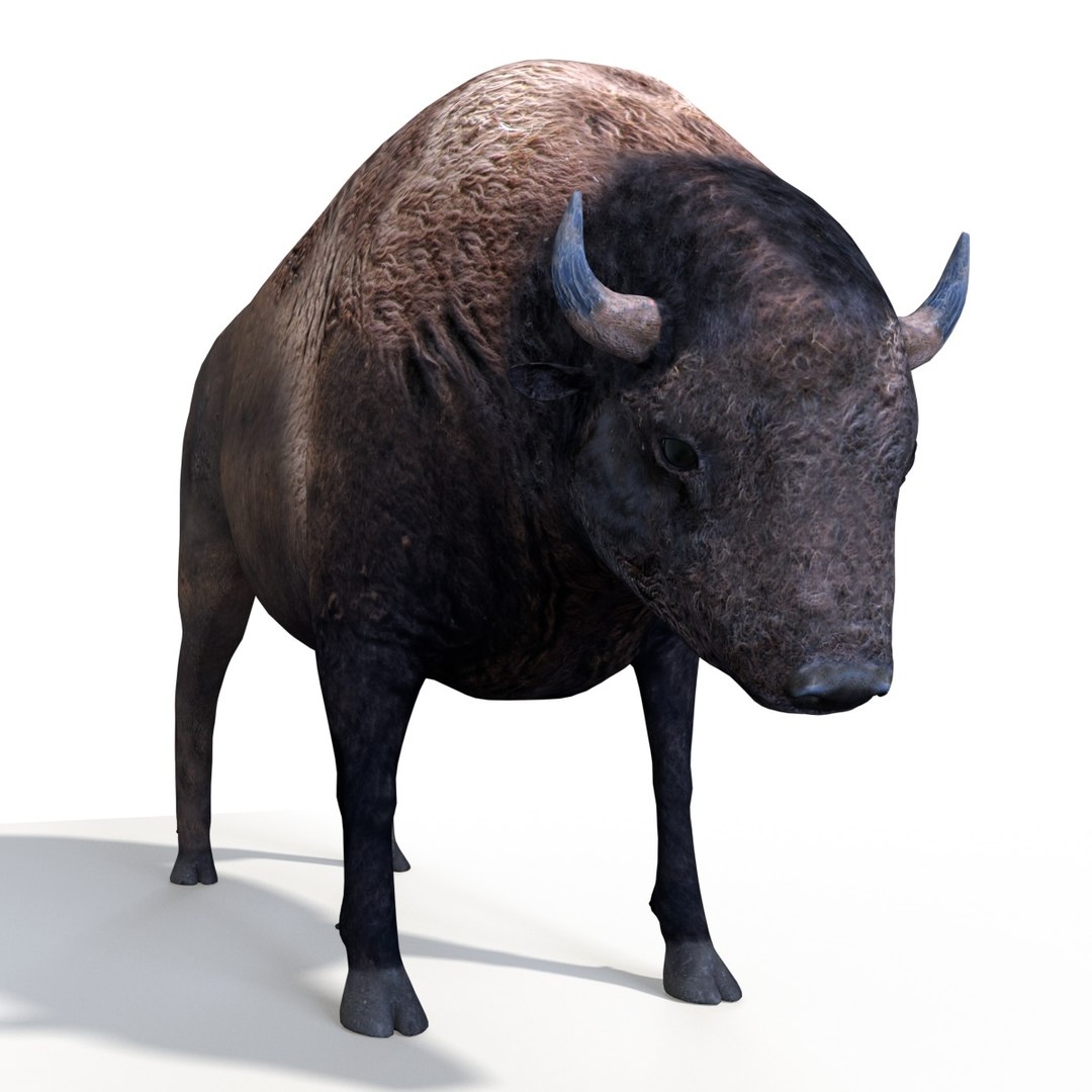 American buffalo animation model | 1147781 | TurboSquid
