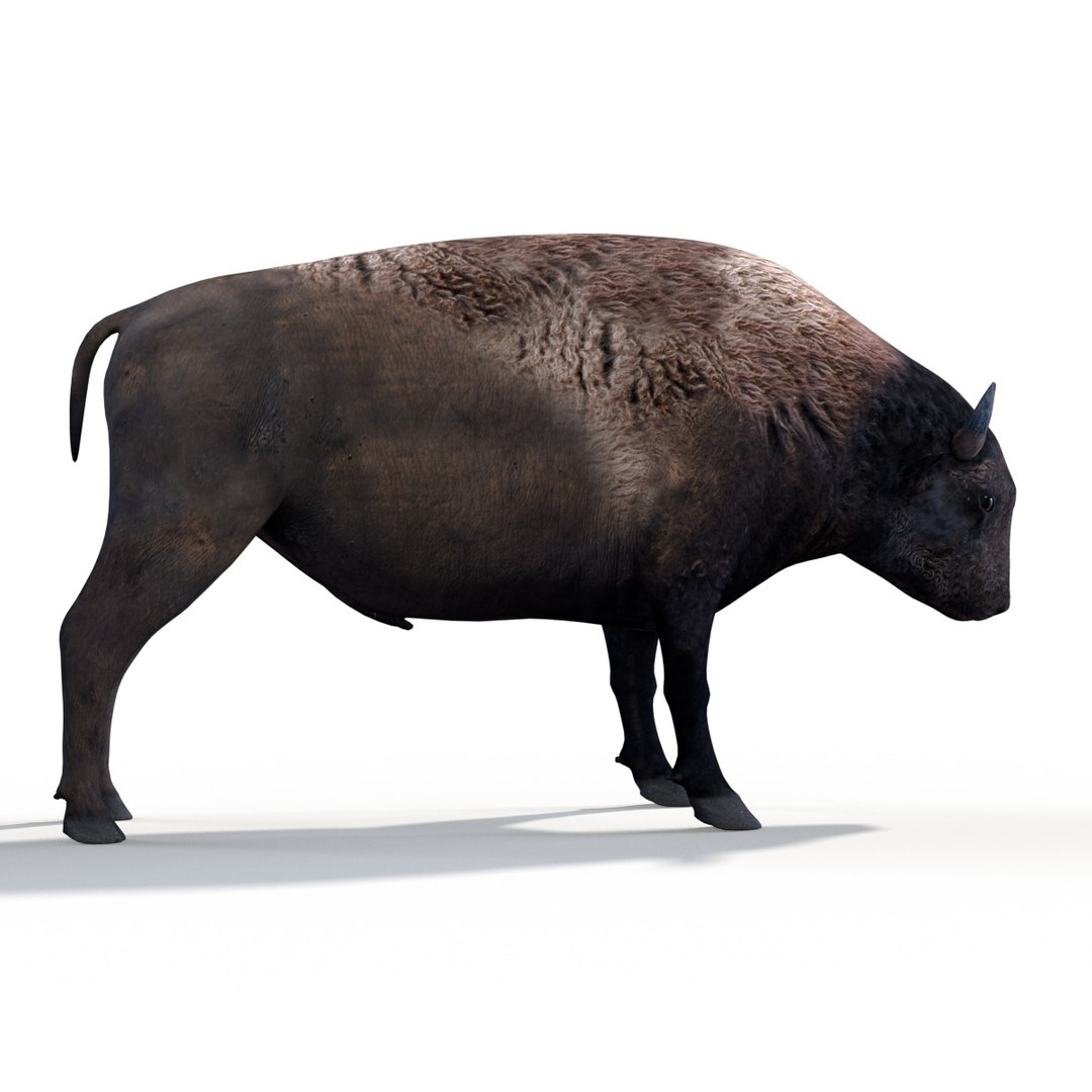 American buffalo animation model | 1147781 | TurboSquid