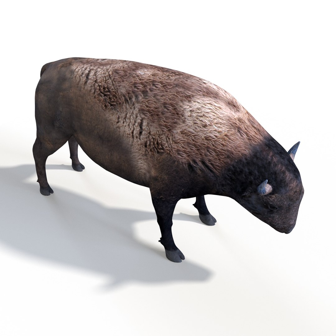 American buffalo animation model | 1147781 | TurboSquid