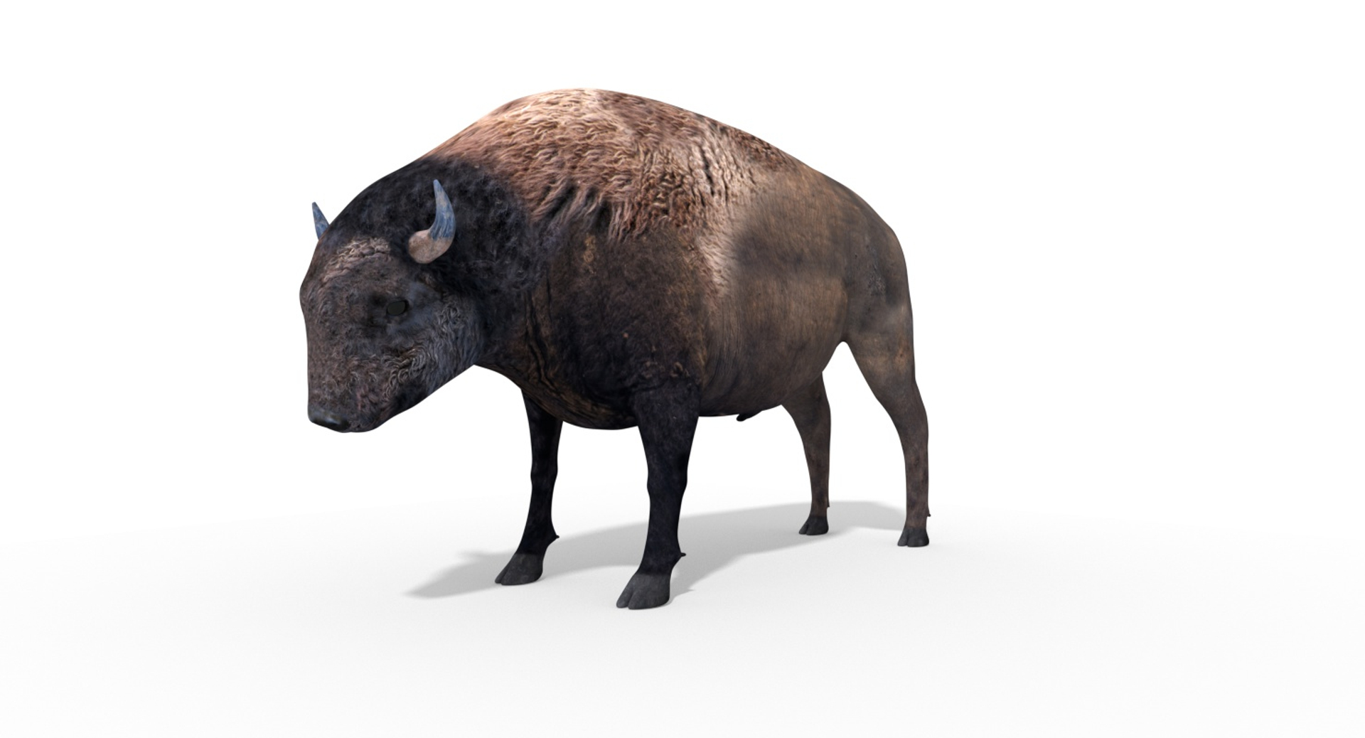 American buffalo animation model | 1147781 | TurboSquid