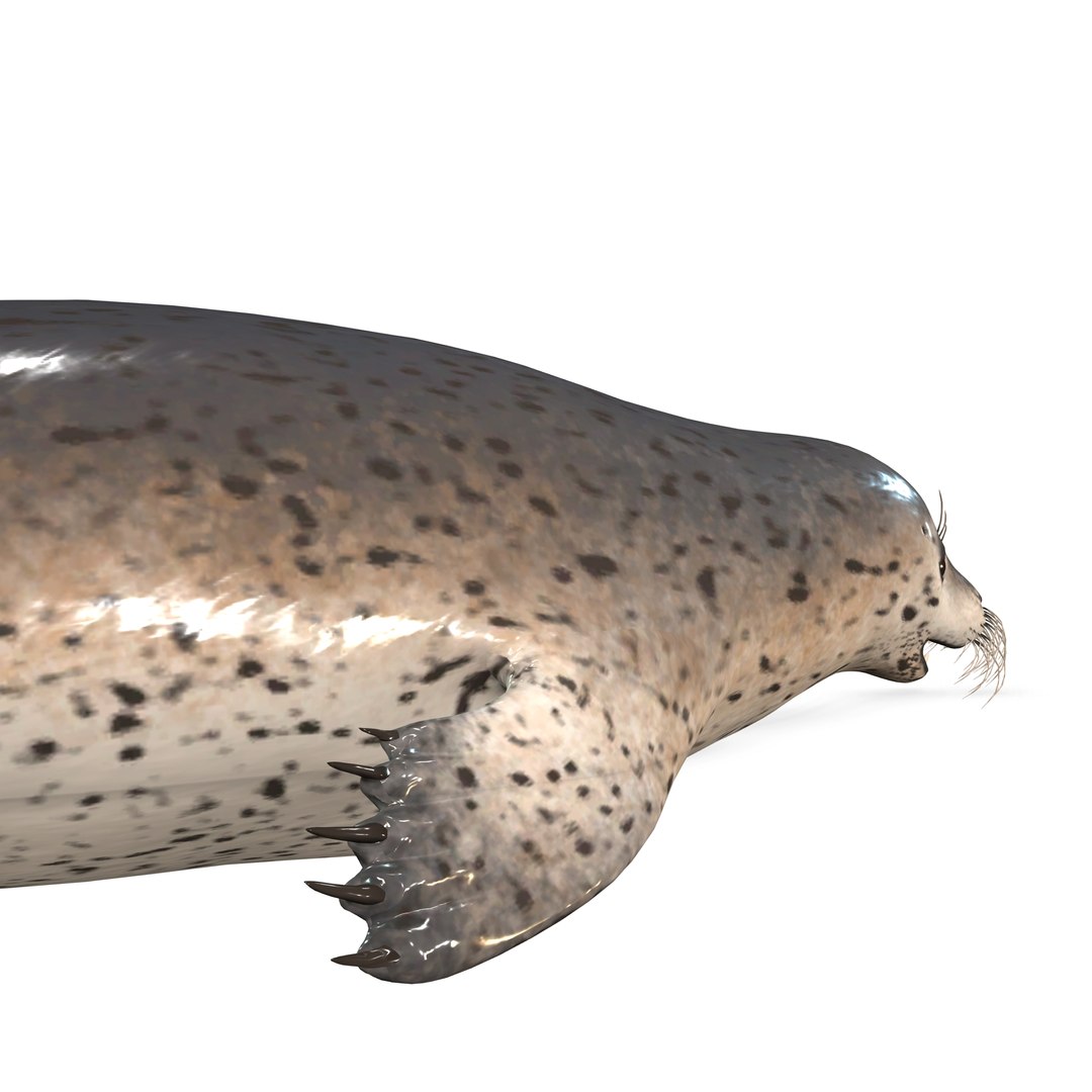 3D Fish SEAL SEA LION SEA SEAL - TurboSquid 2216906