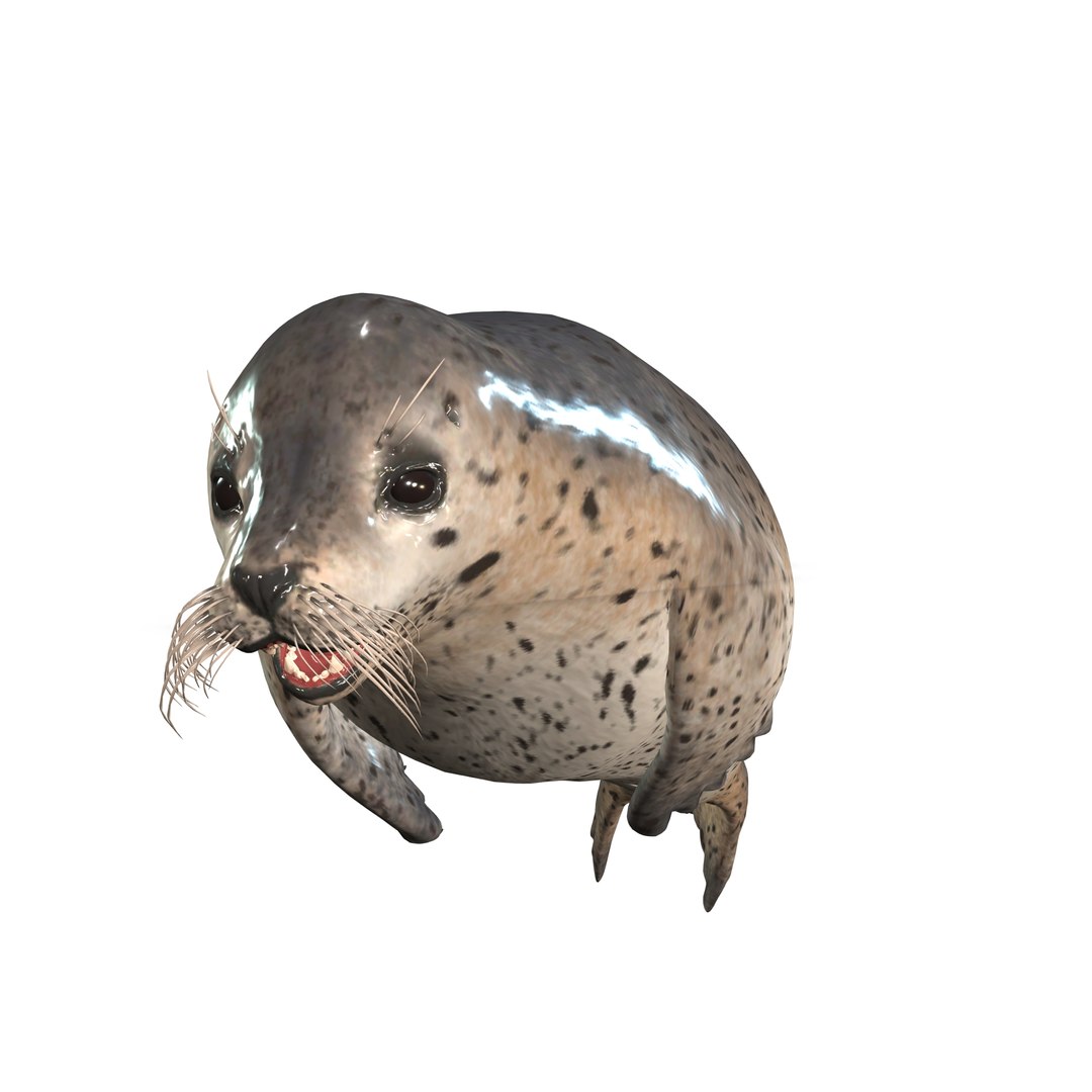 3D Fish SEAL SEA LION SEA SEAL - TurboSquid 2216906