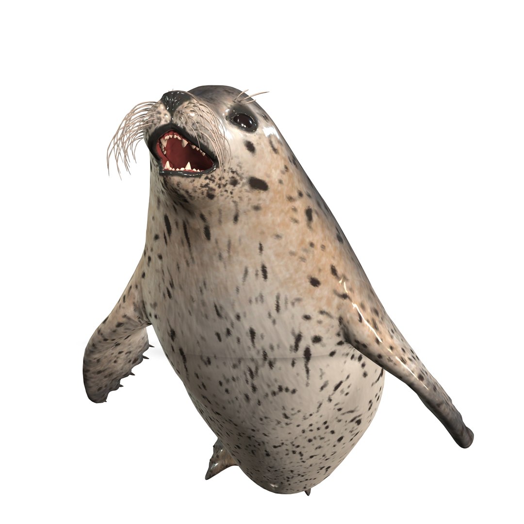 3D Fish SEAL SEA LION SEA SEAL - TurboSquid 2216906