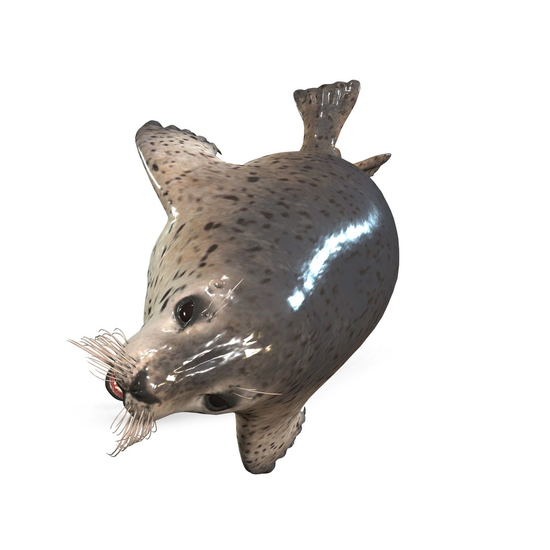 3D Fish SEAL SEA LION SEA SEAL - TurboSquid 2216906