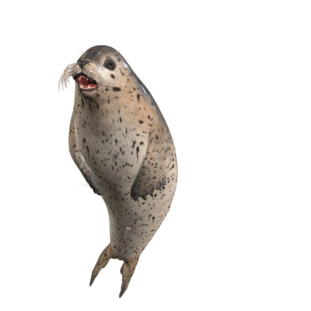 3D Fish SEAL SEA LION SEA SEAL - TurboSquid 2216906