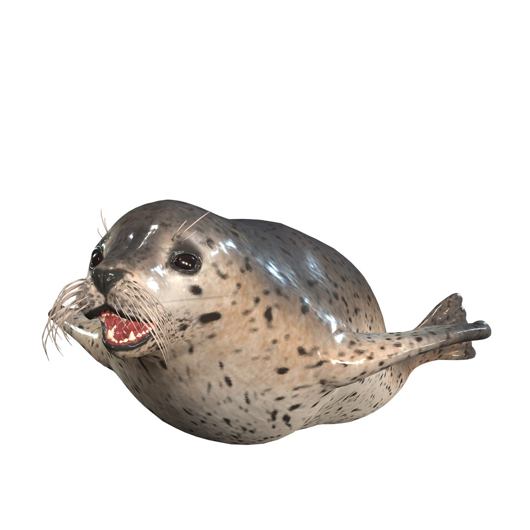 3D Fish SEAL SEA LION SEA SEAL - TurboSquid 2216906