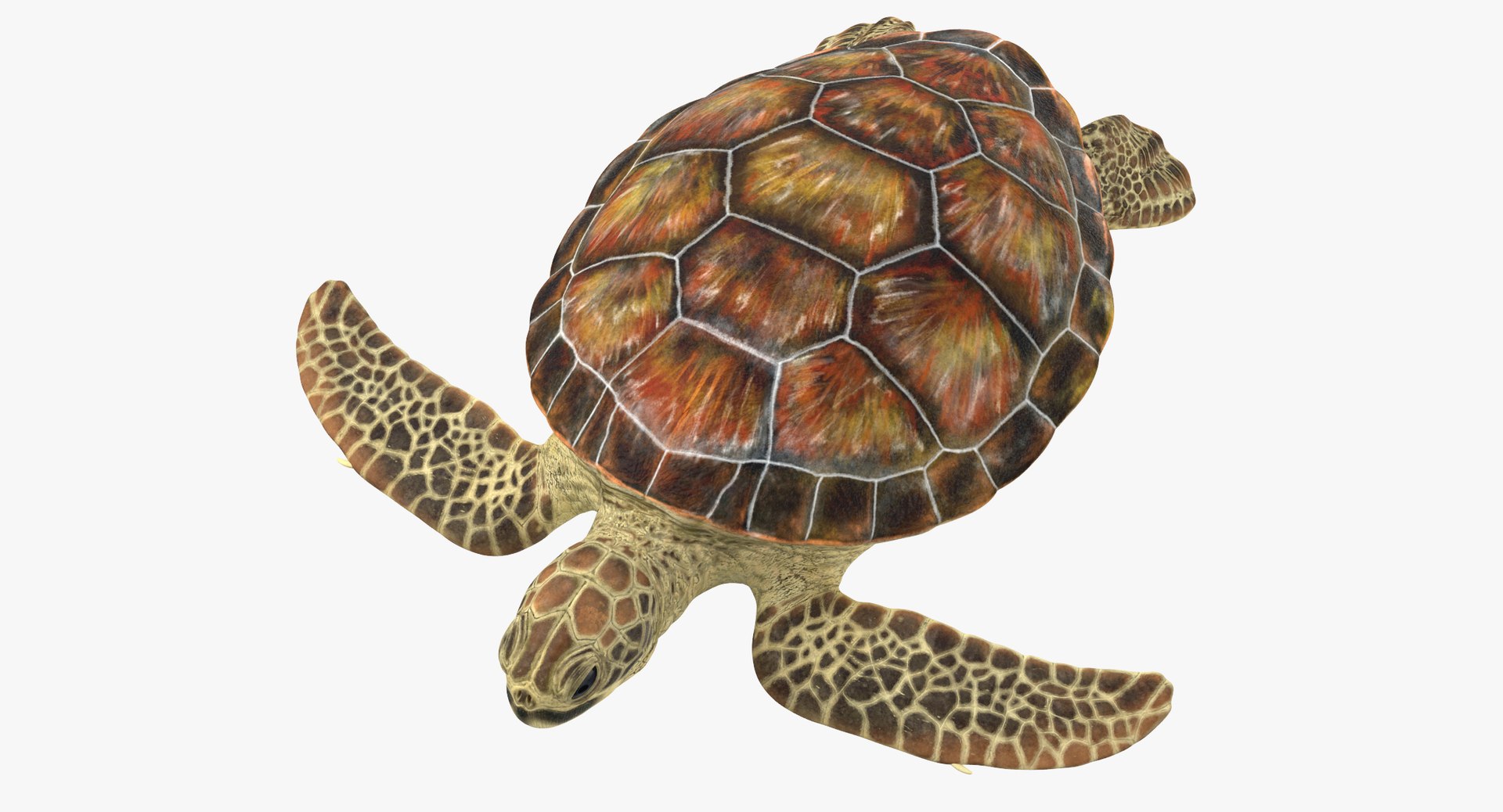 3D model sea turtle stemcell - TurboSquid 1182566