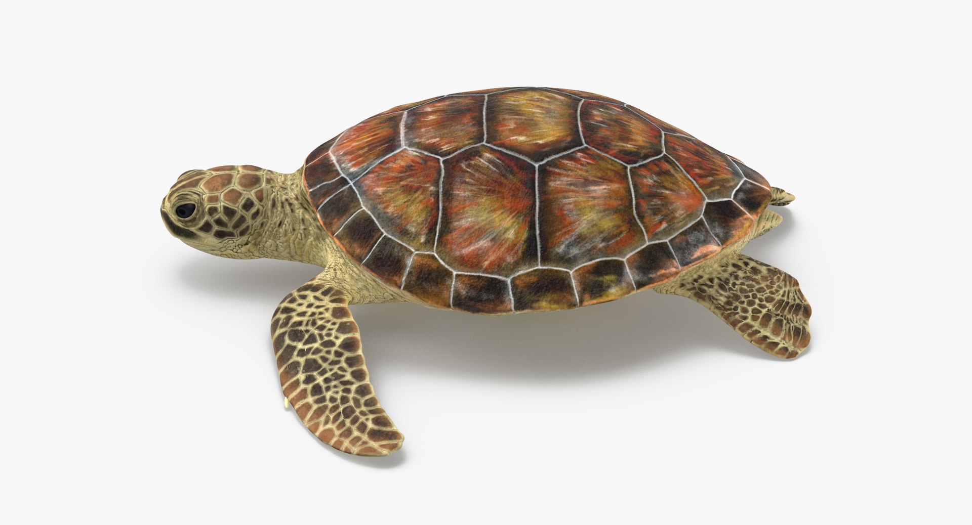 3D Model Sea Turtle Stemcell - TurboSquid 1182566