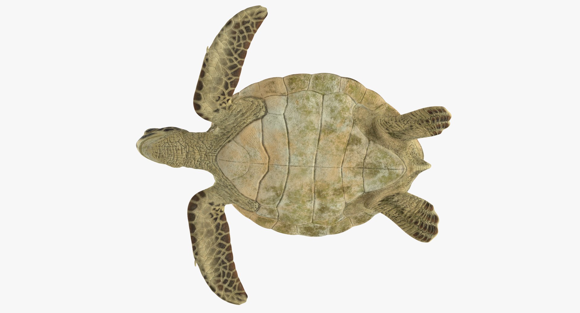 3D Model Sea Turtle Stemcell - TurboSquid 1182566