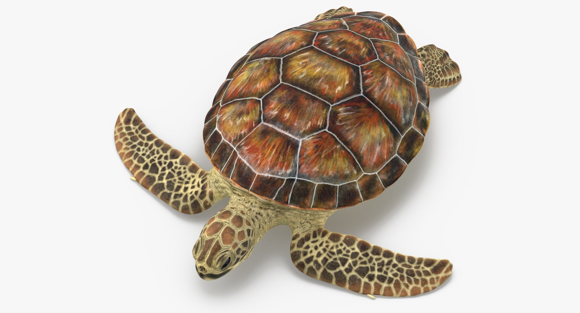 3D Model Sea Turtle Stemcell - TurboSquid 1182566