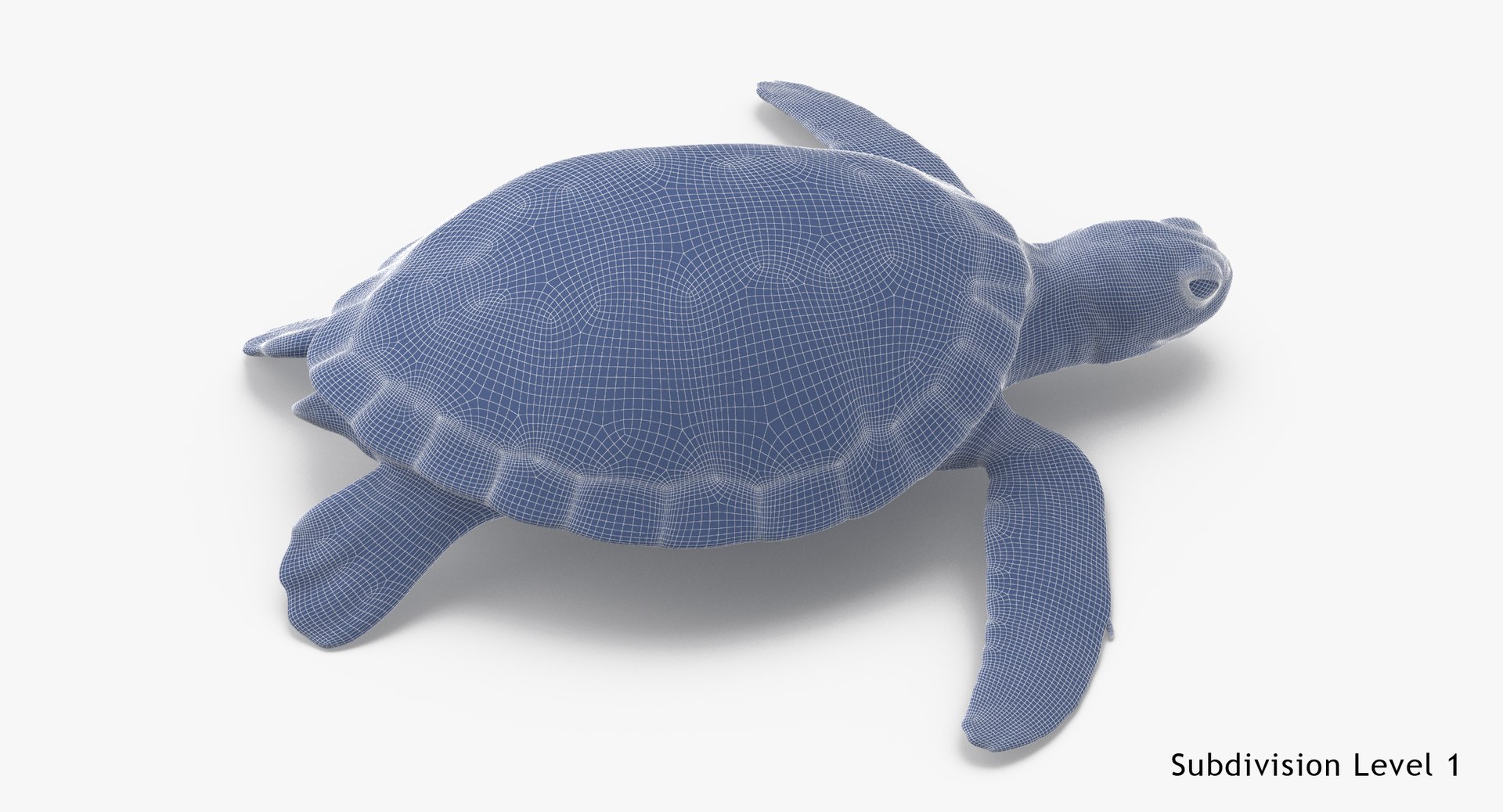 3D model sea turtle stemcell - TurboSquid 1182566