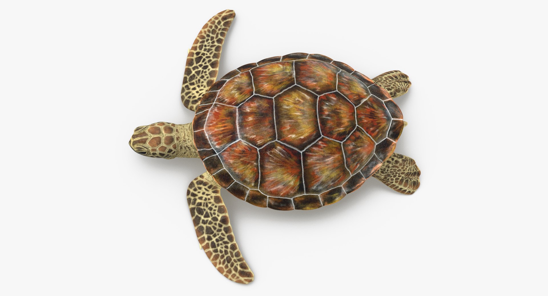 3D Model Sea Turtle Stemcell - TurboSquid 1182566
