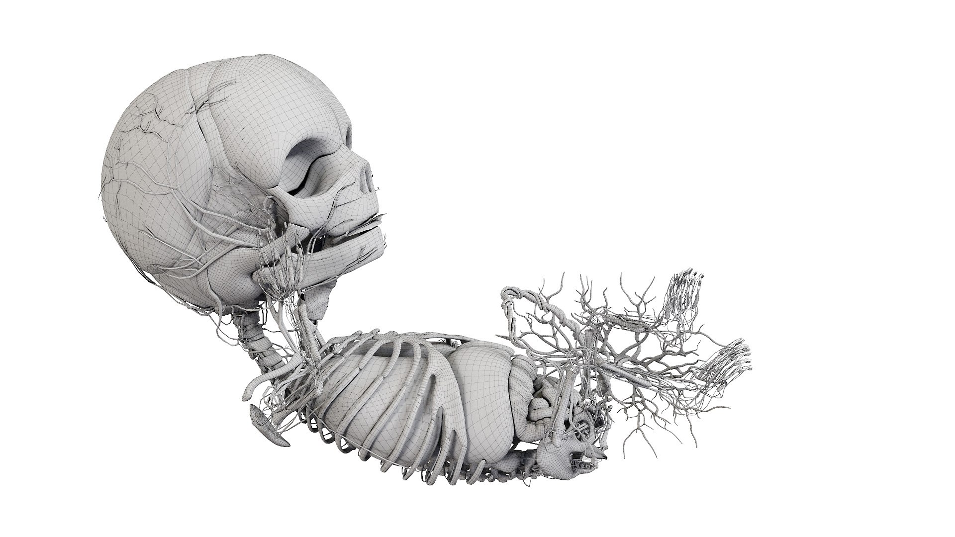 3D Fetus Anatomy Week 13 Static - TurboSquid 1844793