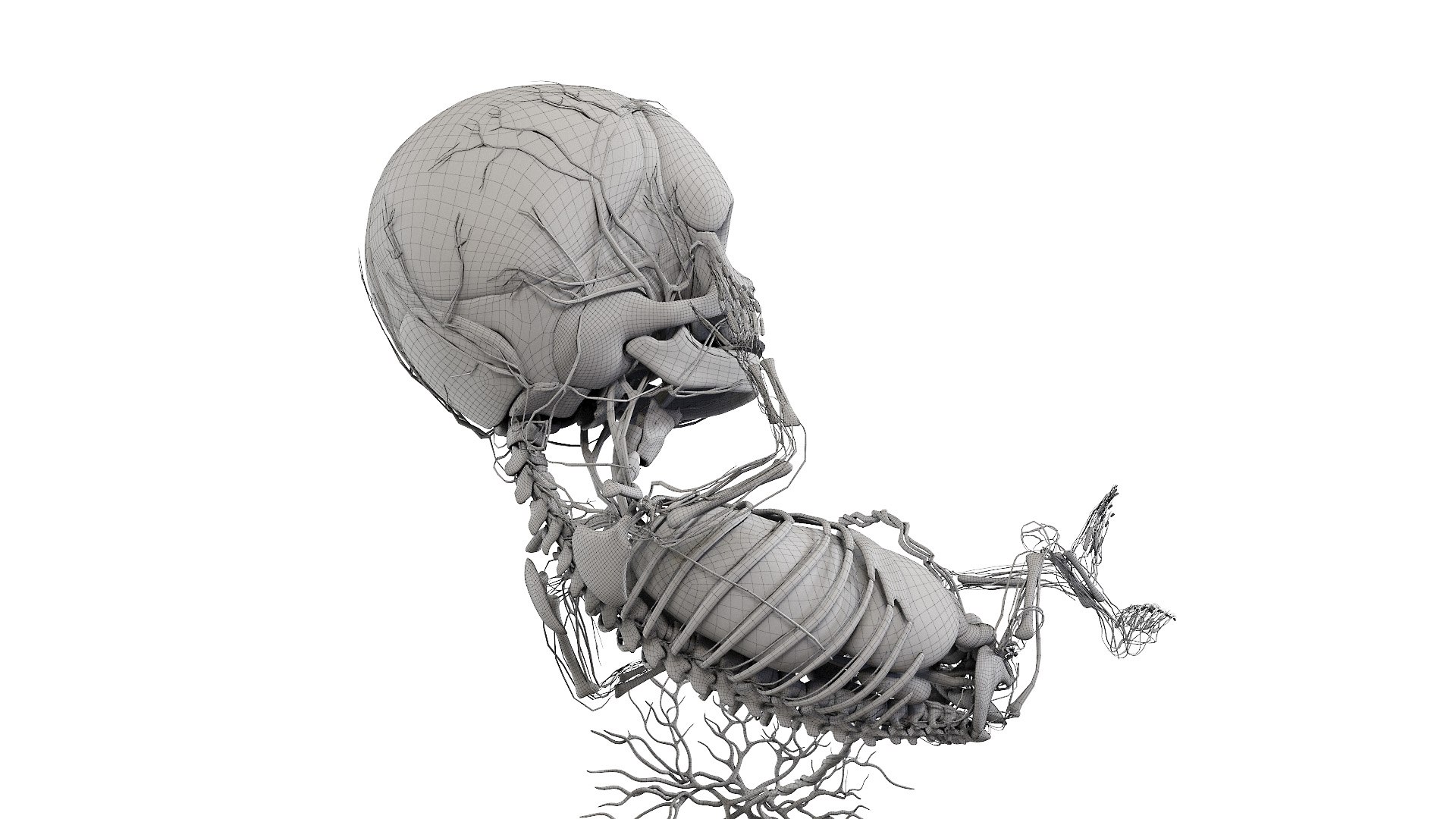 3D Fetus Anatomy Week 13 Static - TurboSquid 1844793