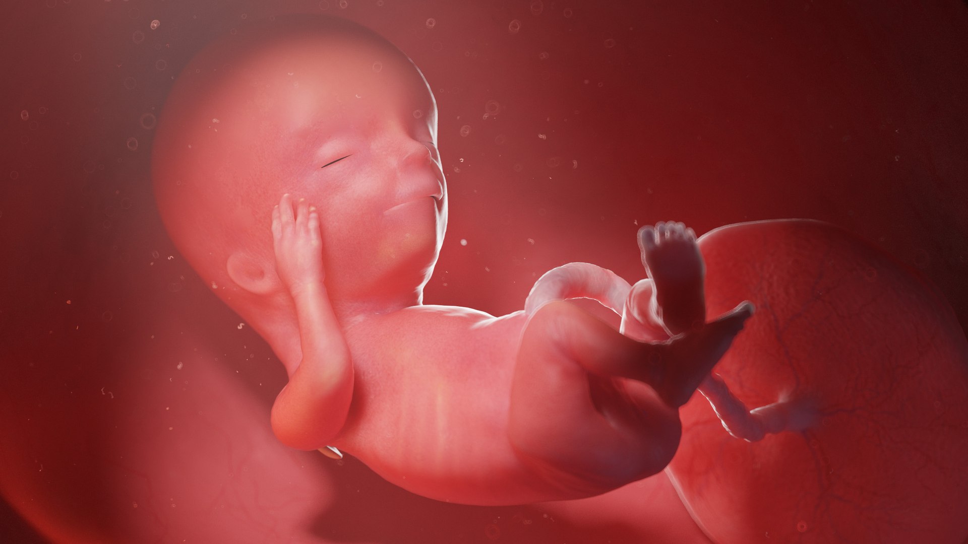 3D Fetus Anatomy Week 13 Static - TurboSquid 1844793