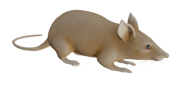 Blender Mouse Models | TurboSquid