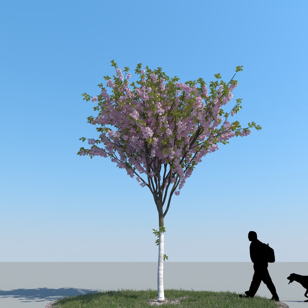 3d Max Realistic Cherry Tree