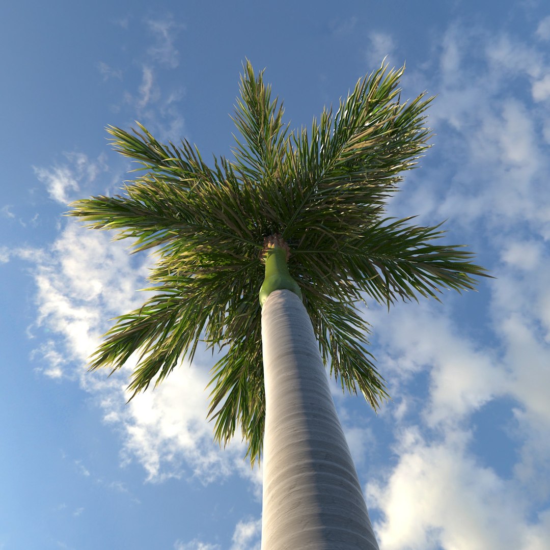 Royal Palm Tree 3d Model