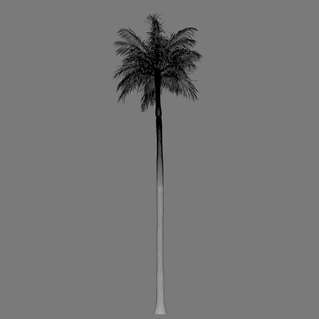 Royal Palm Tree 3d Model
