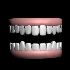 Free 3D Teeth Models - Available For Download On TurboSquid