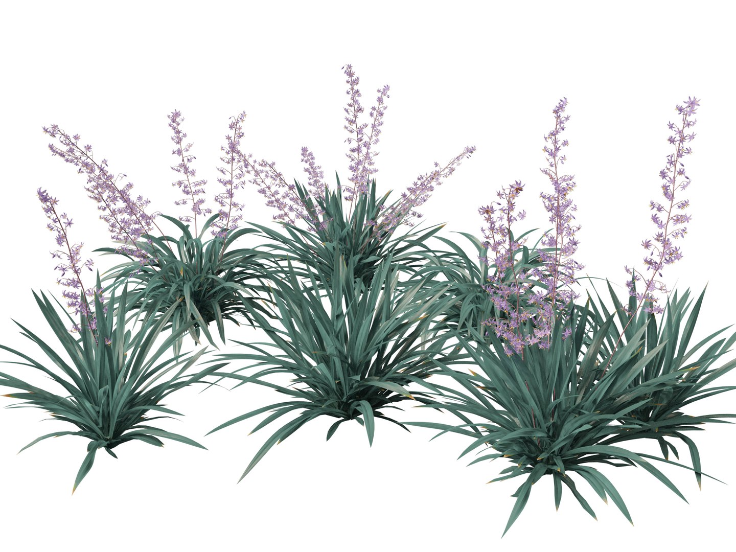 Dianella Caerulea - Flax Lily 3D - TurboSquid 2194305