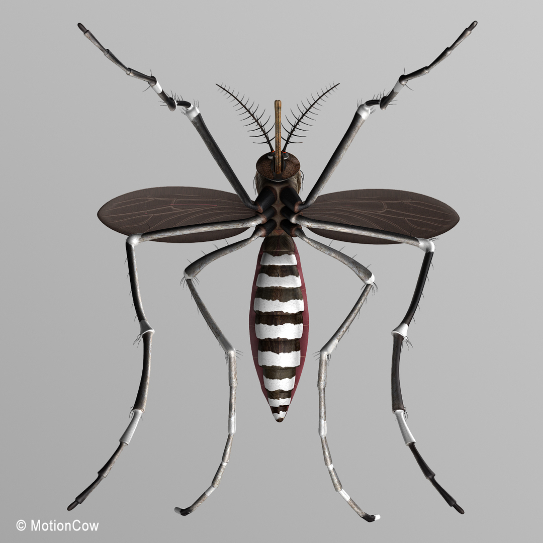 3d model mosquito rigged blood