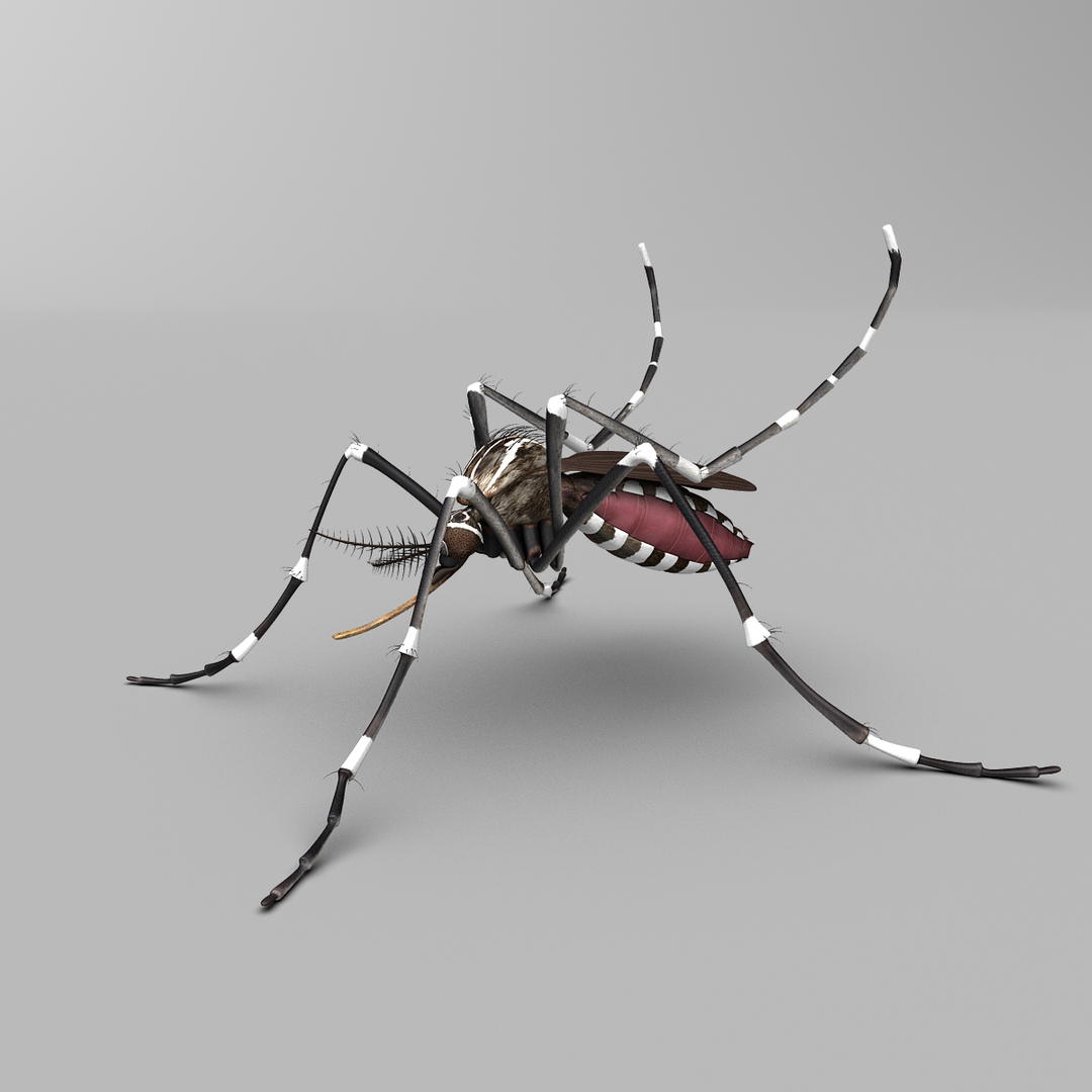 3d Model Mosquito Rigged Blood