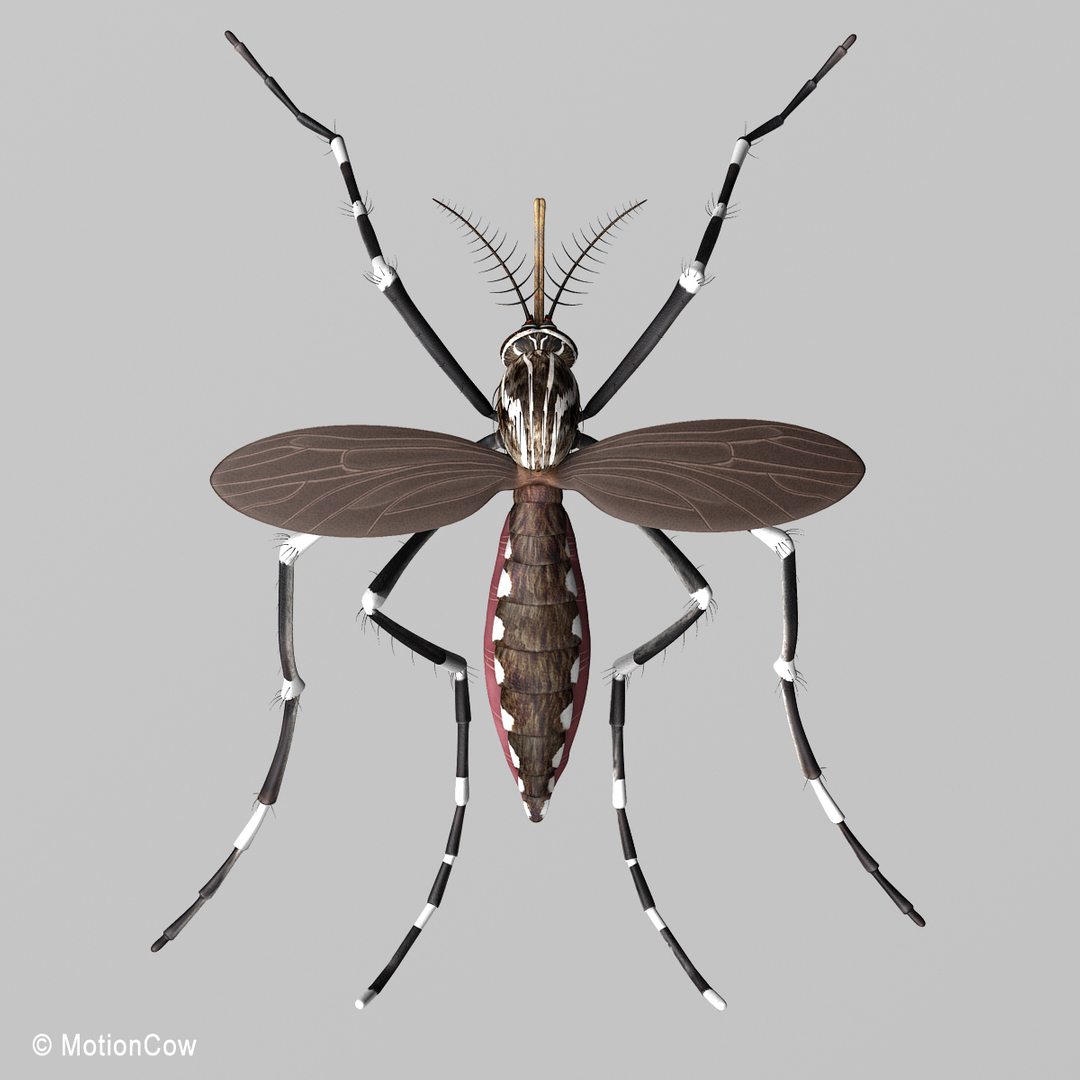 3d model mosquito rigged blood