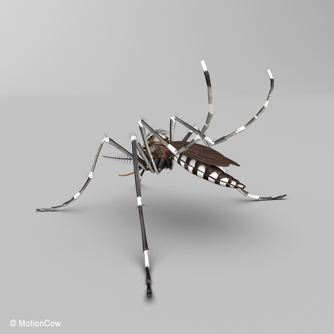 3d model mosquito rigged blood