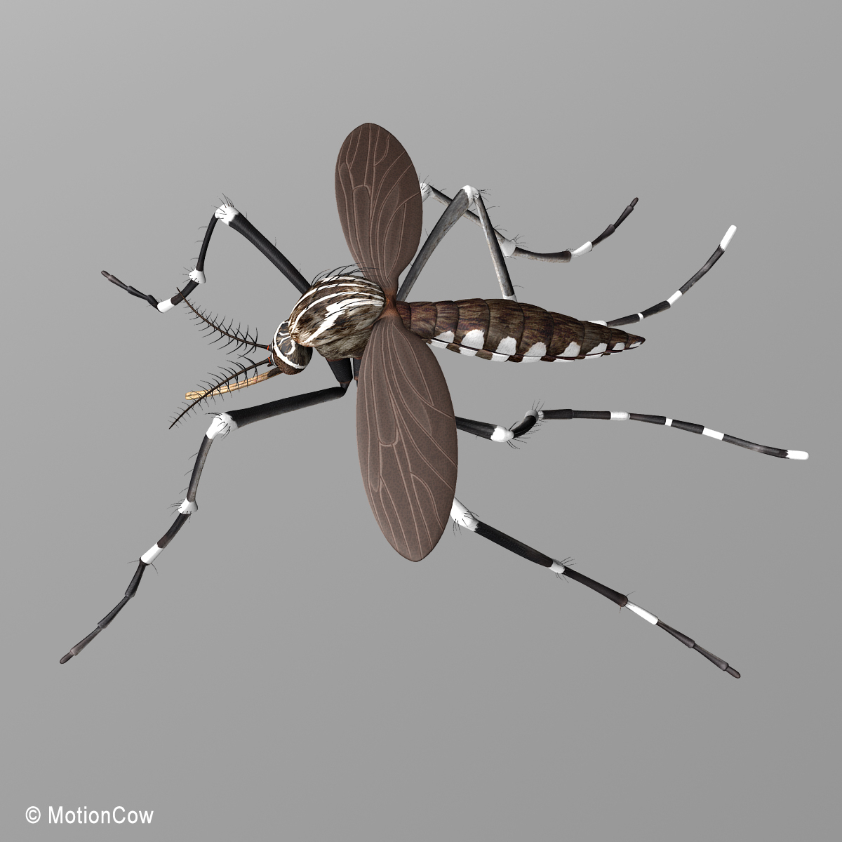 3d model mosquito rigged blood