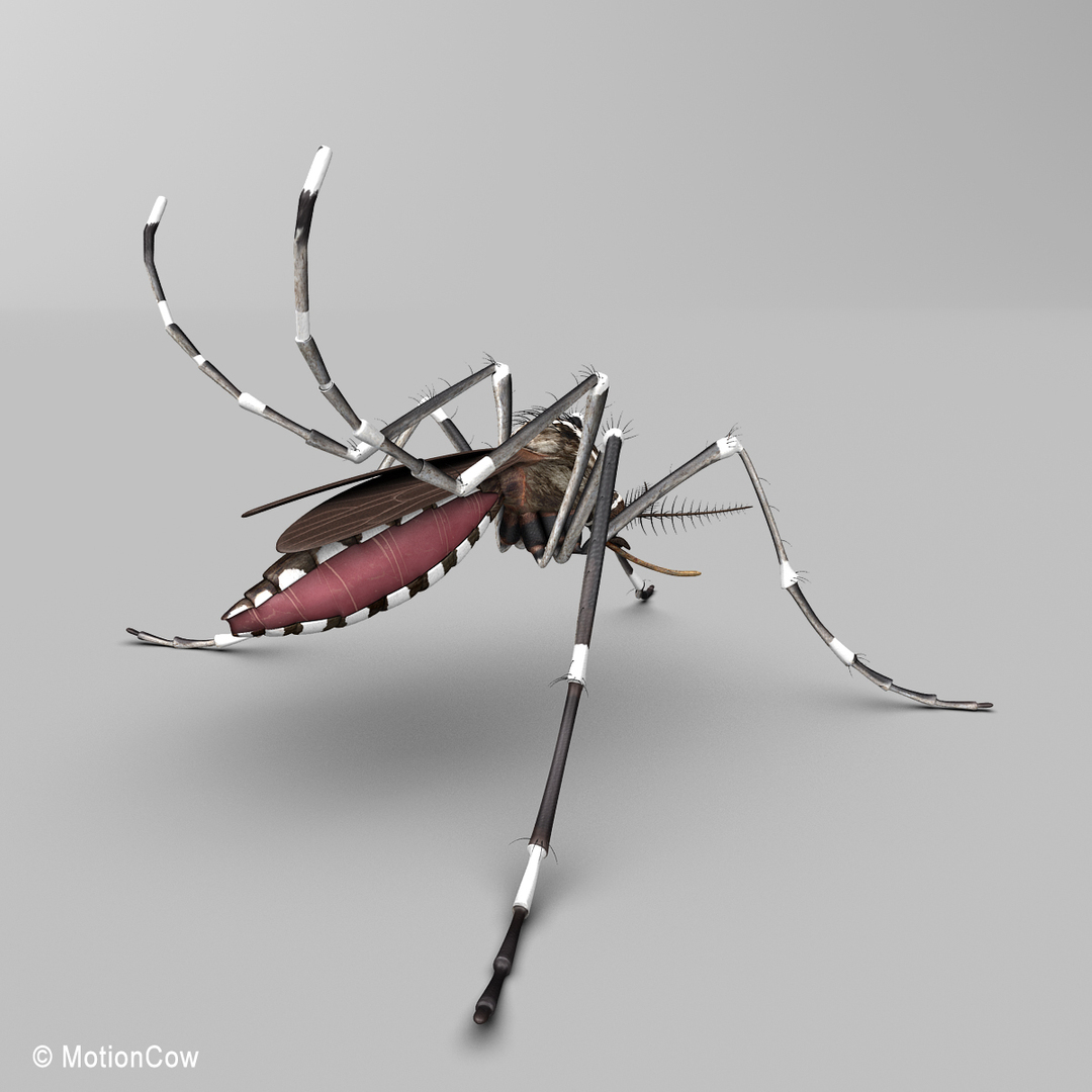 3d model mosquito rigged blood