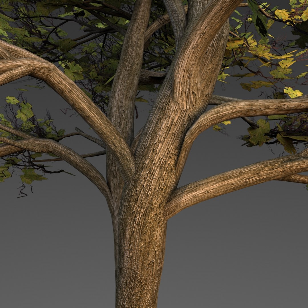Maple Tree 3d Model