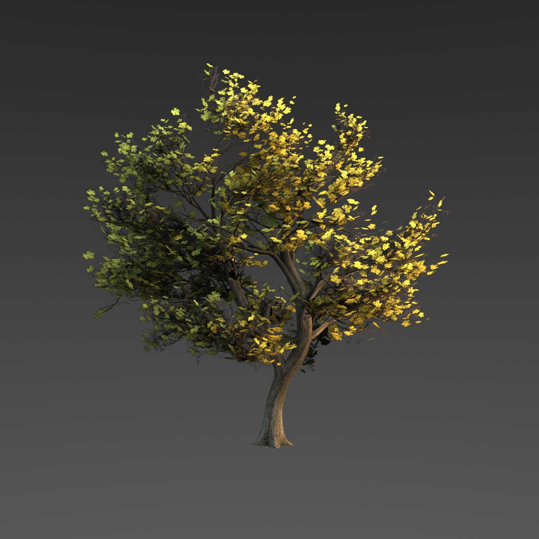 Maple Tree 3d Model