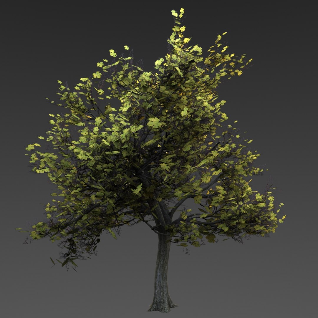 Maple Tree 3d Model