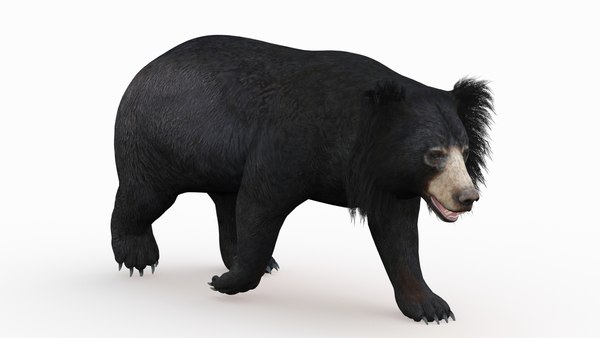 3D bear rigged sloth model - TurboSquid 1637002